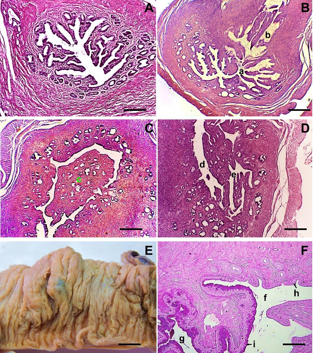 Aspectos morfológicos específicos del útero del coipo (Myocastor coypus)